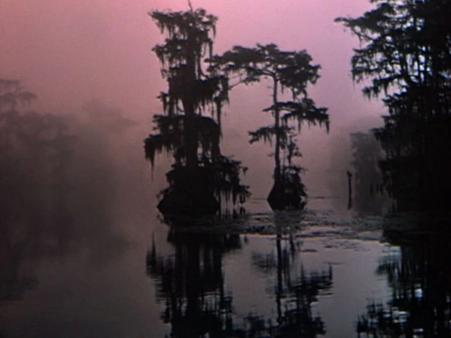 Image - Everglades swamp.jpg | Disney Wiki | FANDOM powered by Wikia