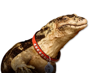 Mrs. Kipling | Jessie Wiki | Fandom