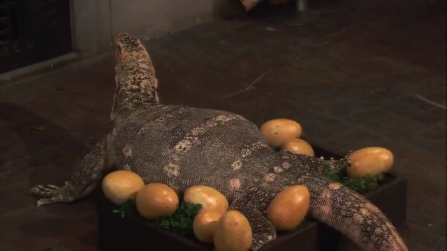 The Secret Life of Mr. Kipling | Jessie Wiki | FANDOM powered by Wikia