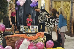 Zeebee the Zebra | Jessie Wiki | Fandom