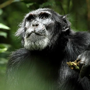 Scar (Disneynature) | Wickedpedia | Fandom