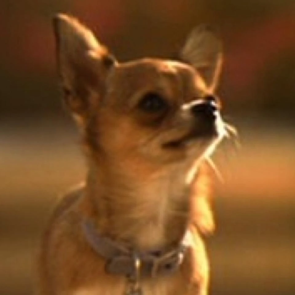 Beverly Hills Chihuahua Papi Jr