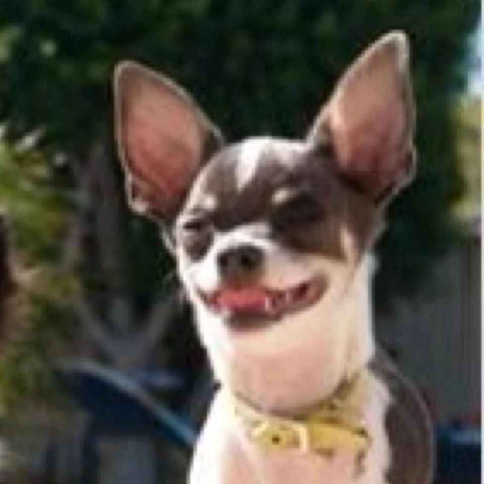 Beverly Hills Chihuahua Papi Jr