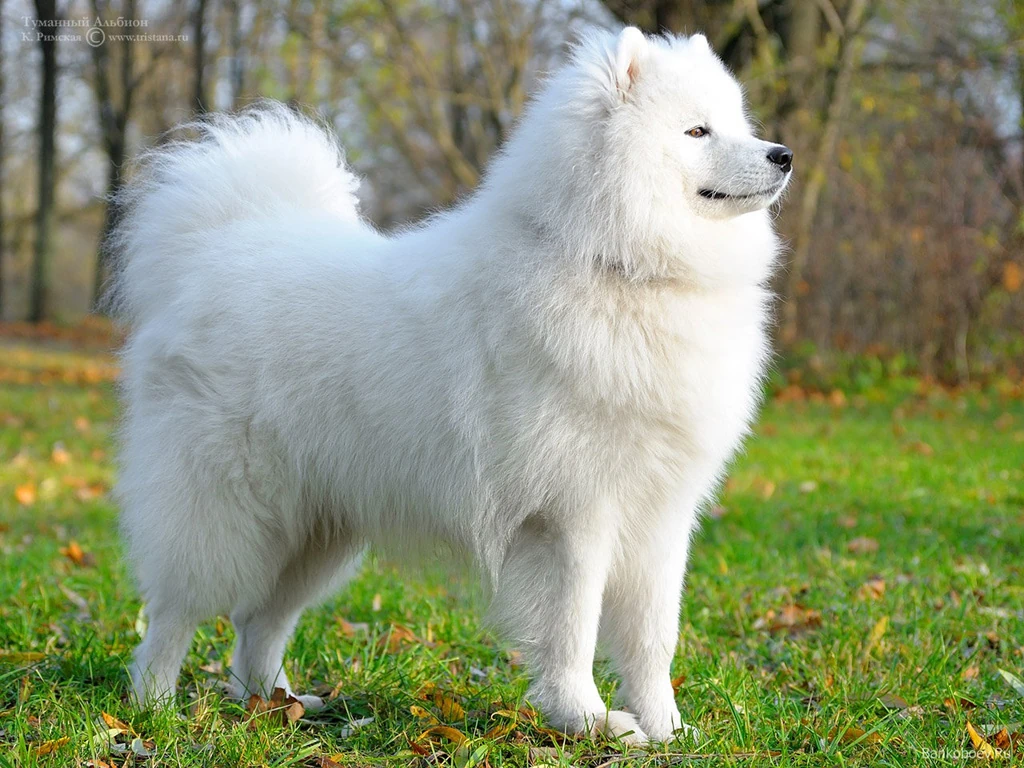 Samoyedo | Wikia Dogs | Fandom