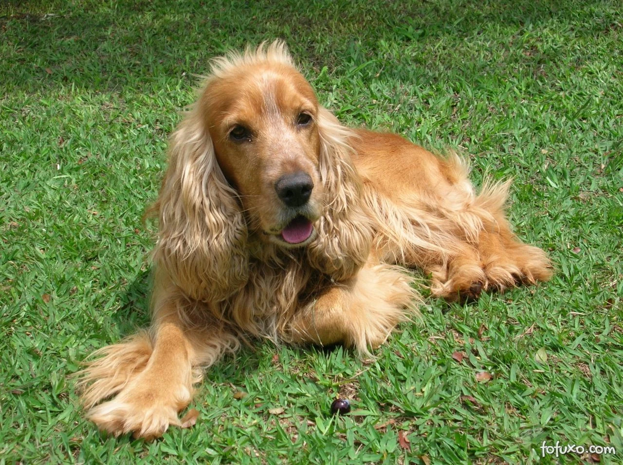 Cocker spaniel inglés | Wikia Dogs | Fandom
