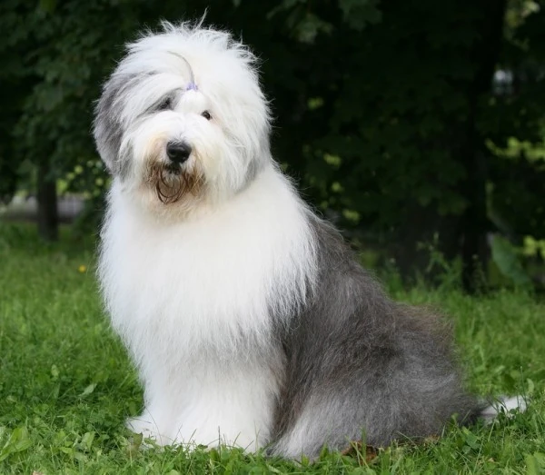 Antiguo pastor inglés | Wikia Dogs | Fandom