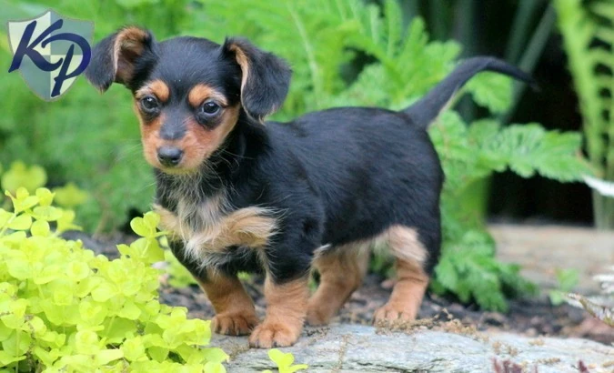 Dorkie | Dog Wiki | Fandom