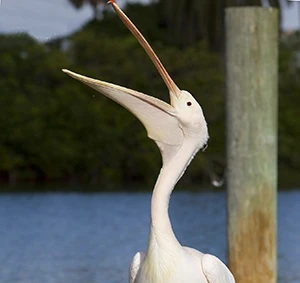 Rufus | Dolphin Tale Wiki | Fandom