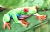 Go, Diego, Go! Season 1 Animals | Dora the Explorer Wiki | Fandom