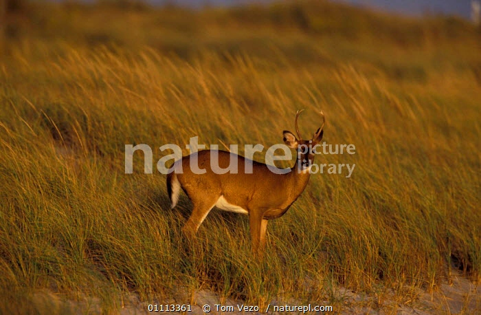 Alicia and Whitetail to the Rescue/Gallery | Dora the Explorer Wiki ...