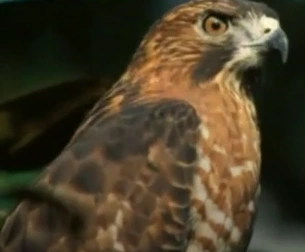 Jorge the Little Hawk Learns to Migrate! | Dora the Explorer Wiki | Fandom