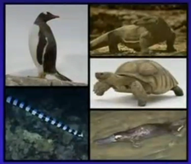 Diego's International Rescue League | Dora the Explorer Wiki | Fandom