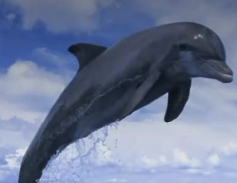 Ocean Animal Rescuer | Dora the Explorer Wiki | Fandom