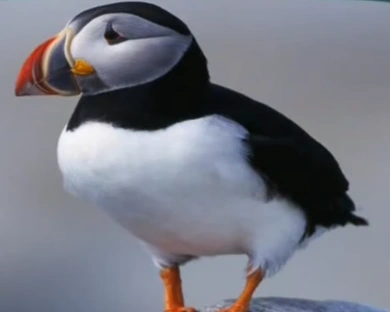 Puffin Fish Adventure | Dora the Explorer Wiki | Fandom