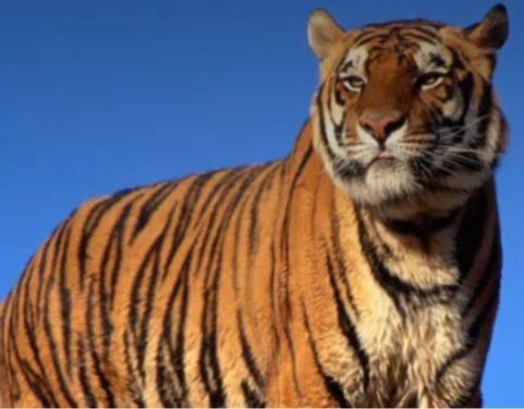 Bengal Tiger Makes a Wish! | Dora the Explorer Wiki | Fandom