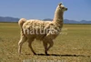 Go, Diego, Go! Season 1 Animals | Dora the Explorer Wiki | Fandom