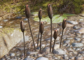 Blood Lotus (Inquisition) | Dragon Age Wiki | Fandom