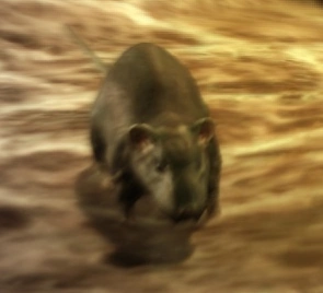 Maus | Dragon Age Wiki | Fandom