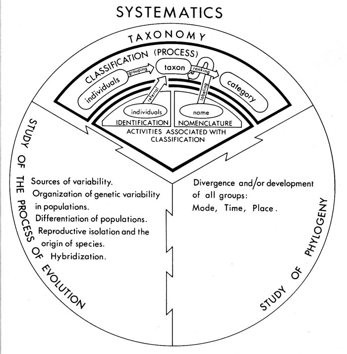 Phylogenetic Systematics | DragonflyIssuesInEvolution13 Wiki | FANDOM ...