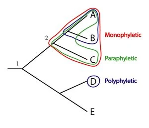 Clades | DragonflyIssuesInEvolution13 Wiki | FANDOM powered by Wikia