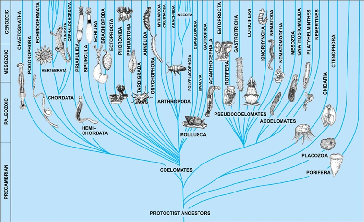 Phylogeny | DragonflyIssuesInEvolution13 Wiki | FANDOM powered by Wikia