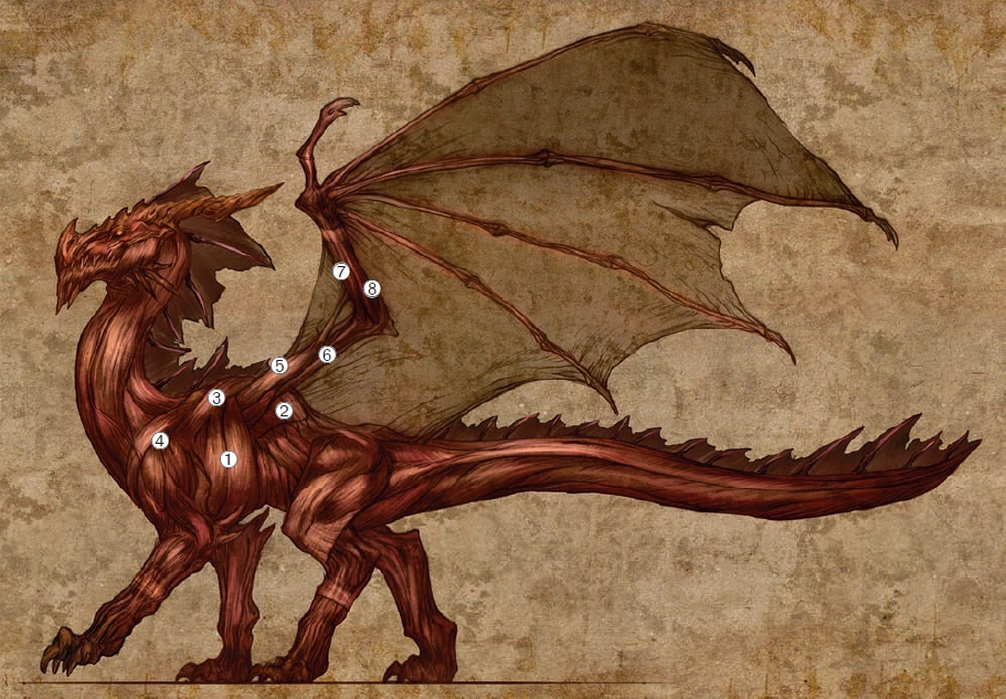 Western Dragons | Dragons | FANDOM powered by Wikia