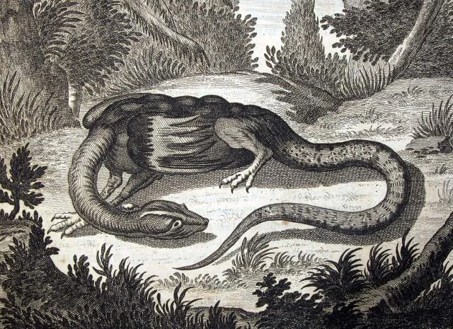 Western Dragons | Dragons | FANDOM powered by Wikia