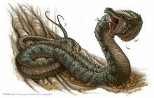 Wyrm | Dragons | Fandom