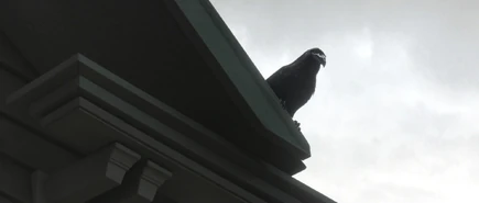 Crows | Dreamworks Animation Wiki | Fandom