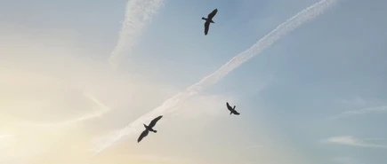 Crows | Dreamworks Animation Wiki | Fandom