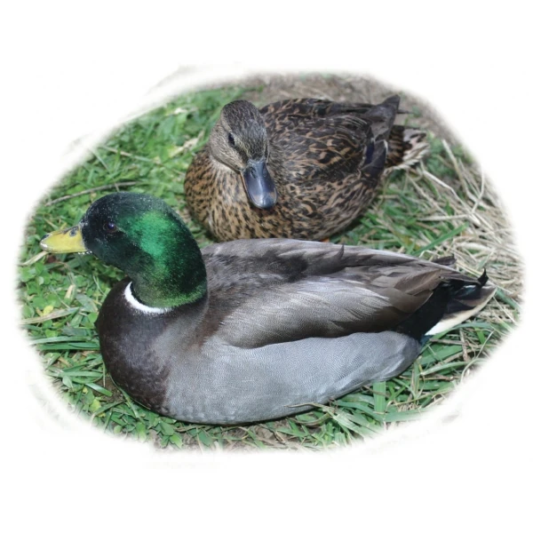 Gray Call | Ducks Wiki | Fandom