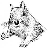 Squirrel (3.5e Monster) | Dungeons and Dragons Wiki | Fandom