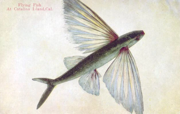 Dire Flying Fish | Dungeons and Dragons Wiki | FANDOM powered by Wikia