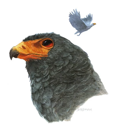 Blood hawk | Dungeons and Dragons Wiki | Fandom