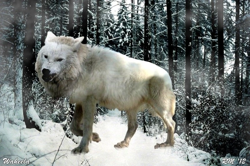 Waheela | Wiki El Bestiario | FANDOM powered by Wikia