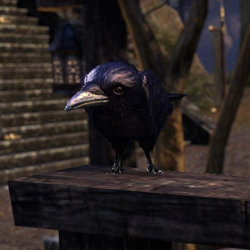 Strange Crow | Elder Scrolls | FANDOM powered by Wikia