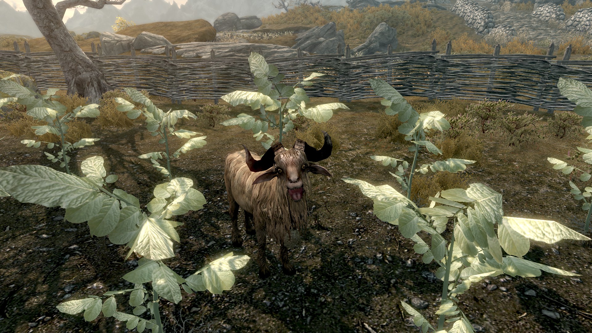 Goat | The Elder Scrolls Wiki | FANDOM powered by Wikia Goat | The Elder Scrolls Wiki | FANDOM powered by Wikia