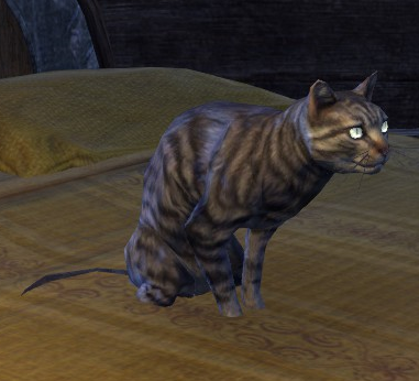 Phynaster (Cat) | Elder Scrolls | FANDOM powered by Wikia