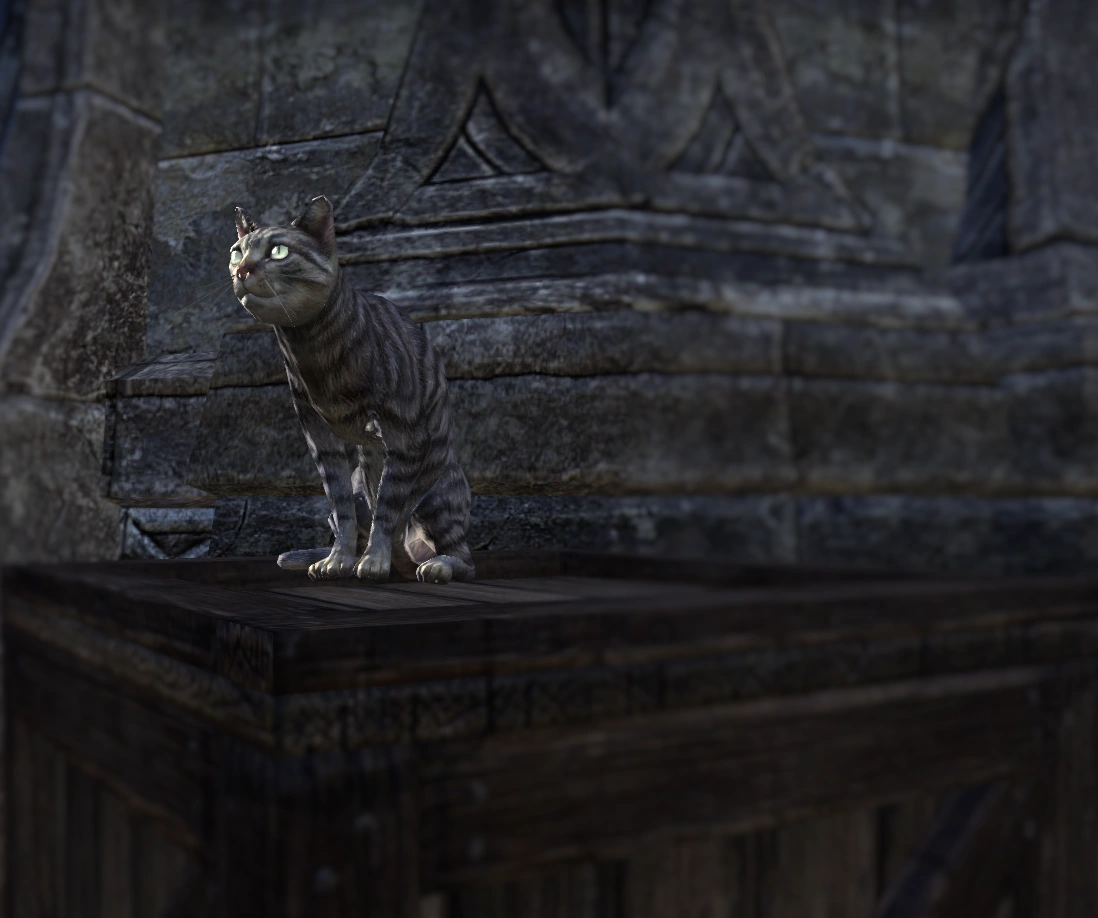 Azura (Cat) | Elder Scrolls | FANDOM powered by Wikia