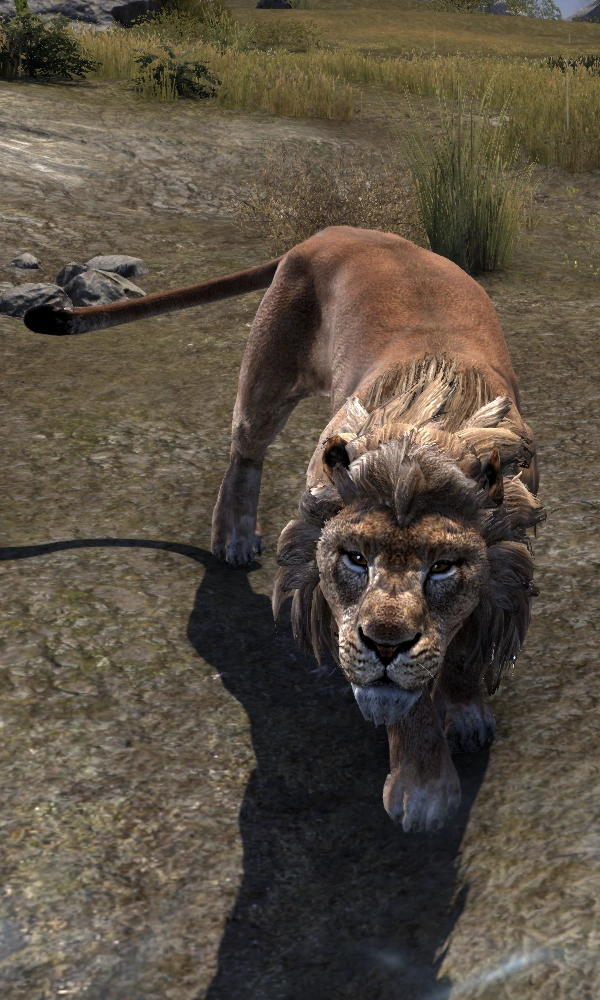Lion (Online) | Elder Scrolls | Fandom