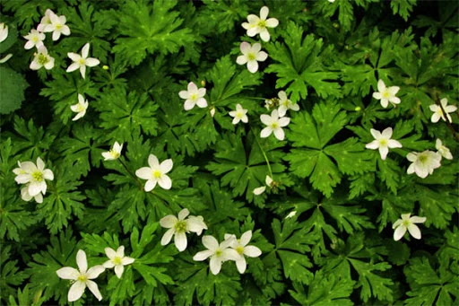 Niphredil | Tolkienpedia | Fandom