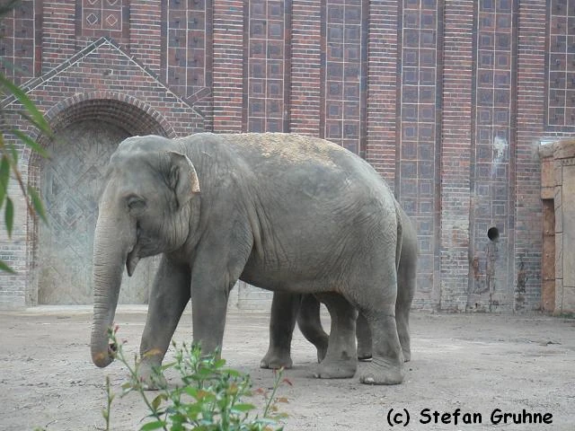 Don Chung | EleWiki | Fandom