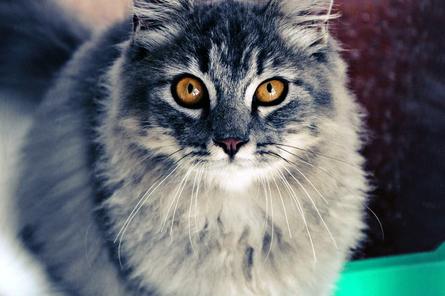 Image - Simba III by Fytrie.jpg | Eleventh Hour Wiki | FANDOM powered ...