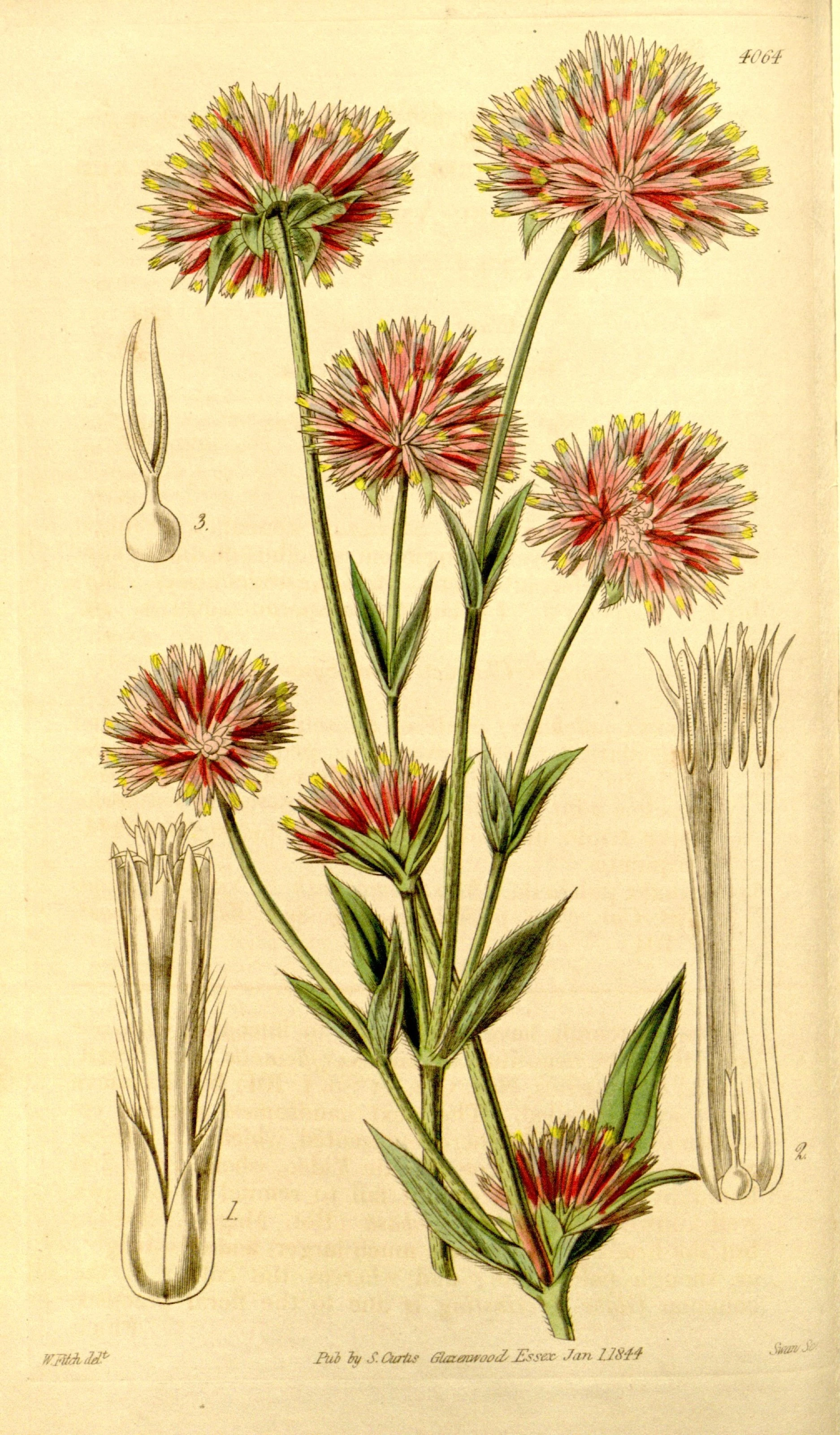 Redflower | Renderrs' DnD Resource | Fandom