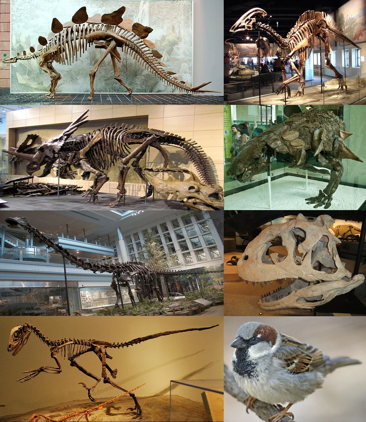 Dinosauria | Encyclopedia of Prehistory Wiki | Fandom