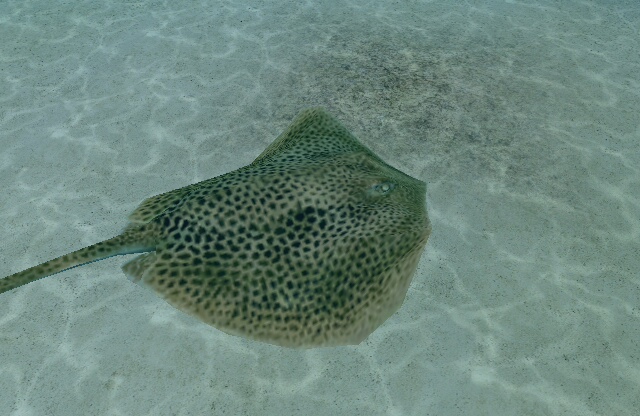 Leopard Whipray Endless Ocean Wiki Fandom Powered By Wikia