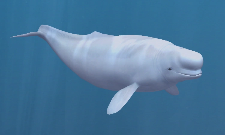 Beluga | Endless Ocean Wiki | Fandom