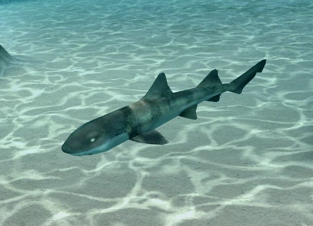 Banded Houndshark | Endless Ocean Wiki | Fandom