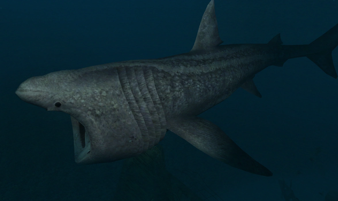 Basking Shark | Endless Ocean Wiki | Fandom