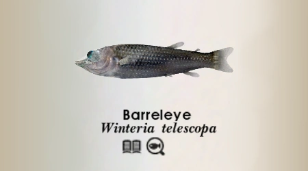 Barreleye | Endless Ocean Wiki | Fandom